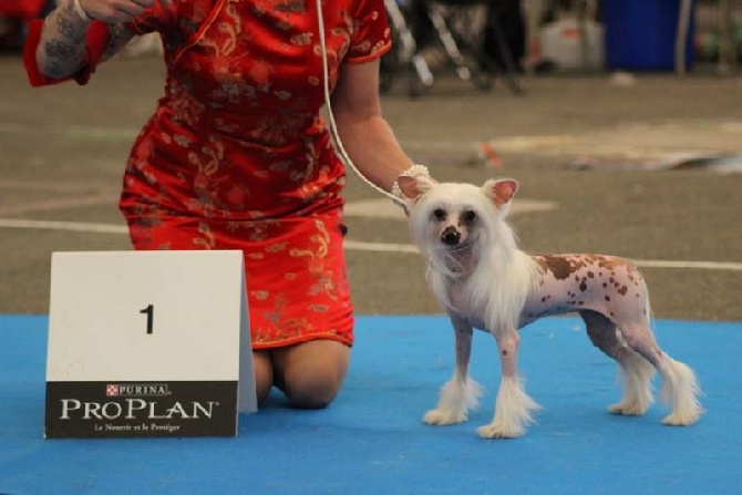 Accueil - Elevage breeder's cup - eleveur de chiens Chien chinois à crête